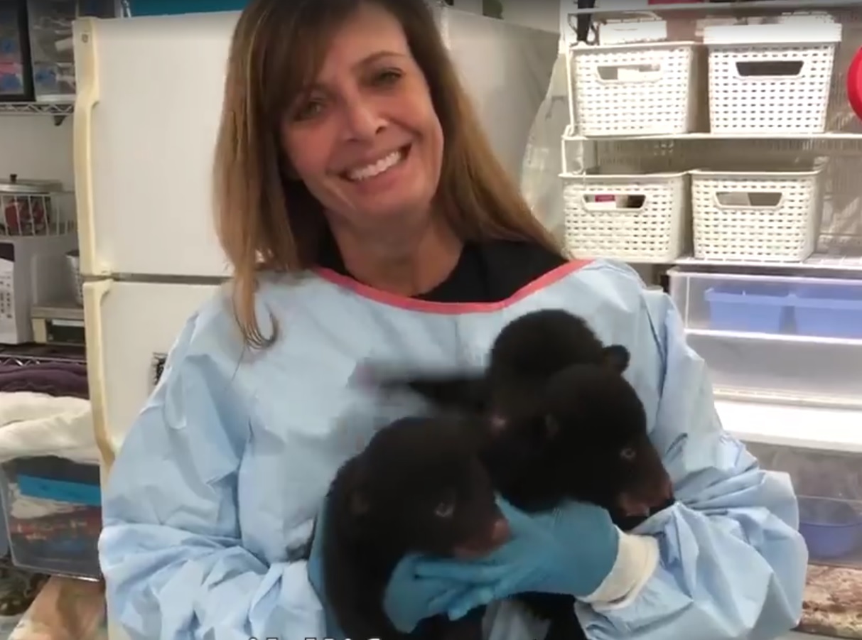 Bear care: Roanoke-area wildlife center cares for three orphaned cubs ...