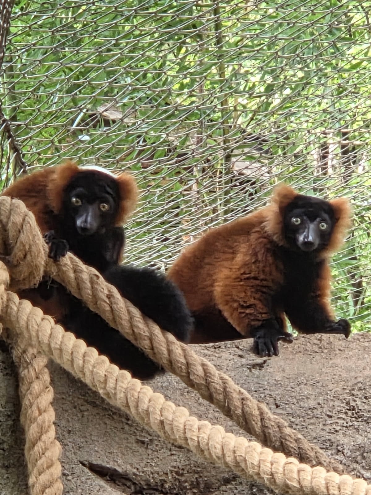 Mill Mountain Zoo unveils a pair of Red Ruffed Lemurs | News/Talk 960 ...